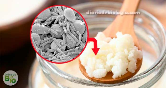 Kefir de Leite: Como Fazer e Cuidar - Meu Lar Minha Paz