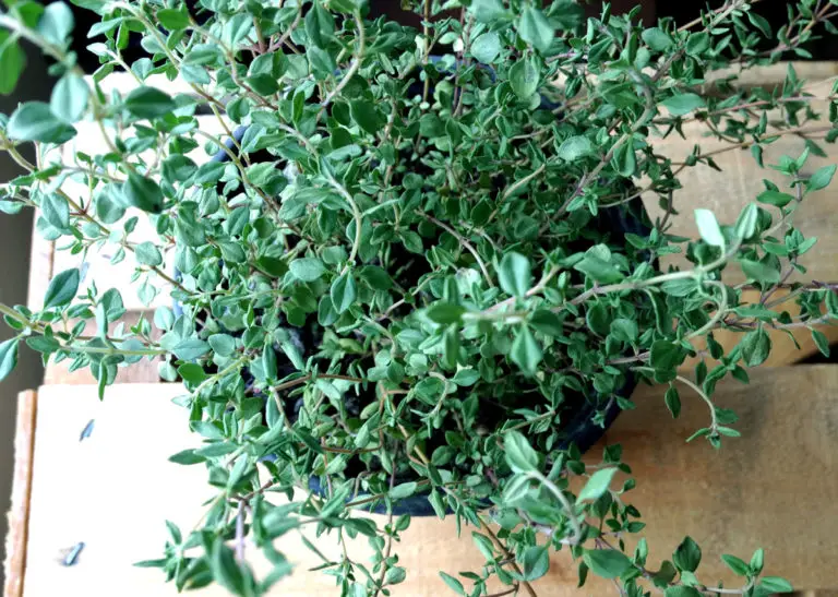 Como plantar e cuidar de tomilho: Tudo o que você precisa saber! - Meu ...