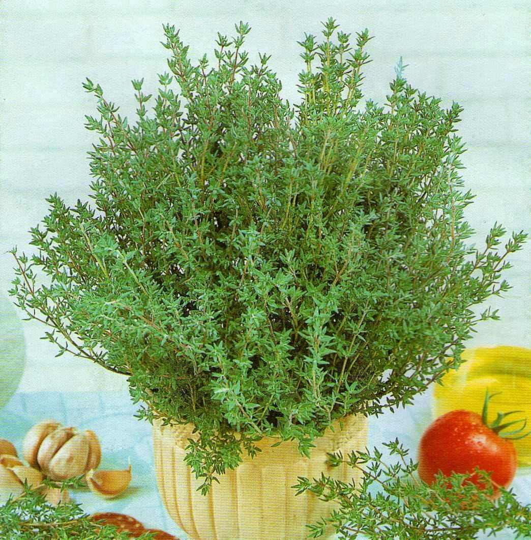 Como plantar e cuidar de tomilho: Tudo o que você precisa saber! - Meu ...