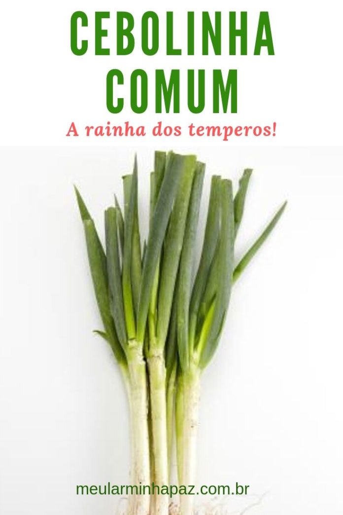 Cebolinha: Conheça as Variedades e Como Plantar