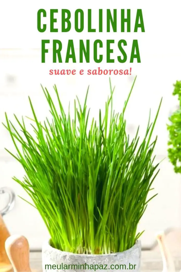 Cebolinha: Conheça as Variedades e Como Plantar